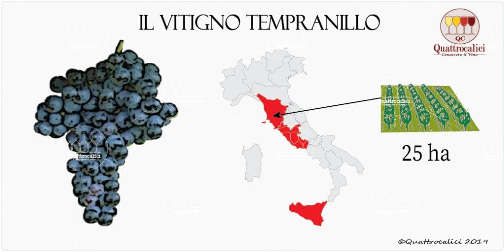Tempranillo - Quattrocalici - L'Atlante dei Vitigni