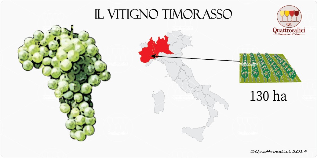 Timorasso - Quattrocalici - L'Atlante dei Vitigni