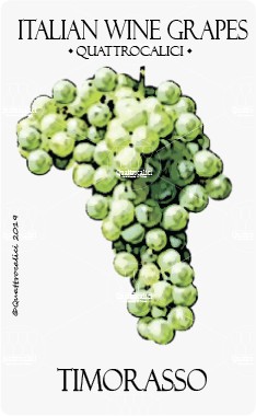 Timorasso - Quattrocalici - L'Atlante dei Vitigni