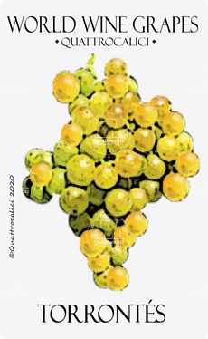 Torrontés - Quattrocalici - L'Atlante dei Vitigni