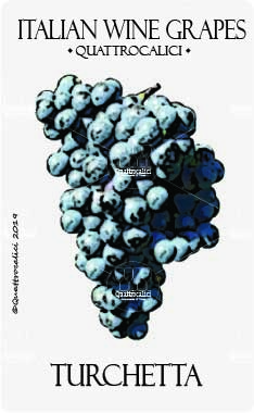 Turchetta - Quattrocalici - L'Atlante dei Vitigni