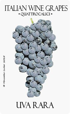 Uva rara - Quattrocalici - L'Atlante dei Vitigni