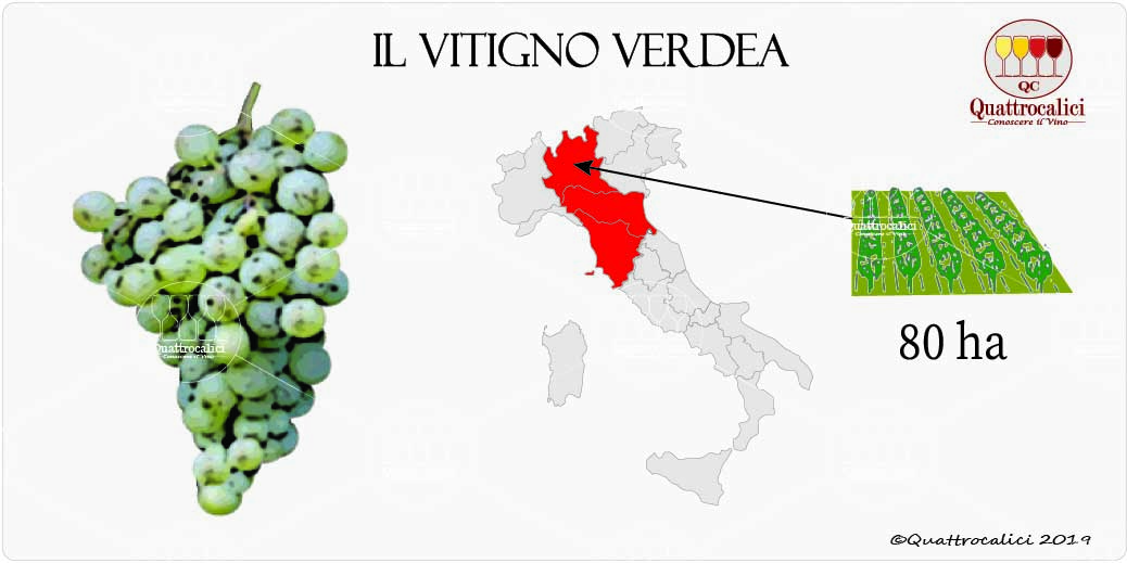 Verdea - Quattrocalici - L'Atlante dei Vitigni