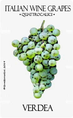 Verdea - Quattrocalici - L'Atlante dei Vitigni