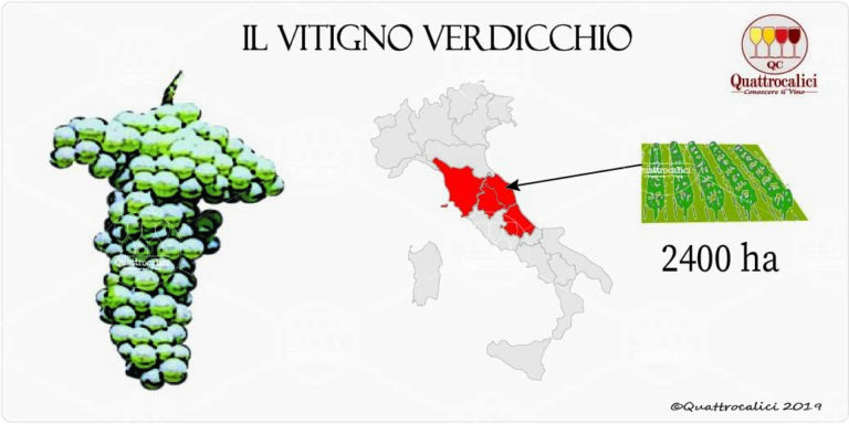 Verdicchio - Quattrocalici - L'Atlante dei Vitigni