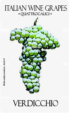 Verdicchio bianco - Quattrocalici - L'Atlante dei Vitigni