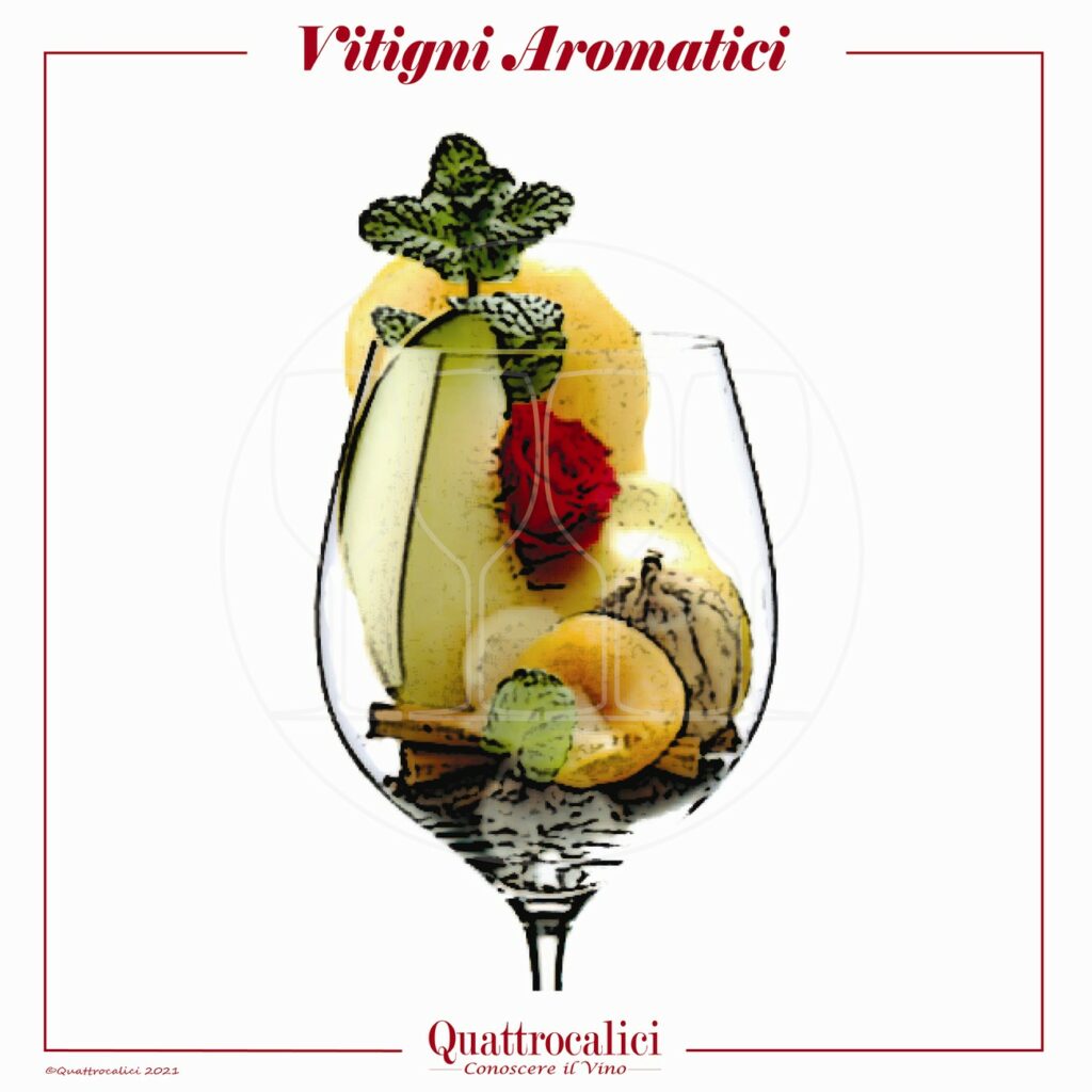Vitigni aromatici - Quattrocalici - Il Glossario del vino