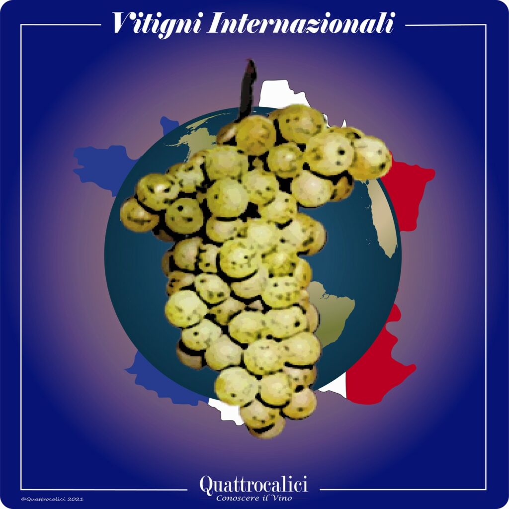 Vitigni internazionali - Quattrocalici - Il Glossario del vino