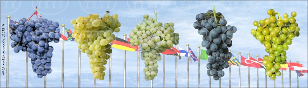 Vitigni internazionali - Quattrocalici - Il Glossario del vino