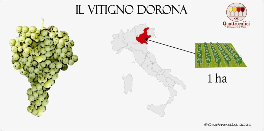 Dorona - Quattrocalici - L'Atlante dei Vitigni