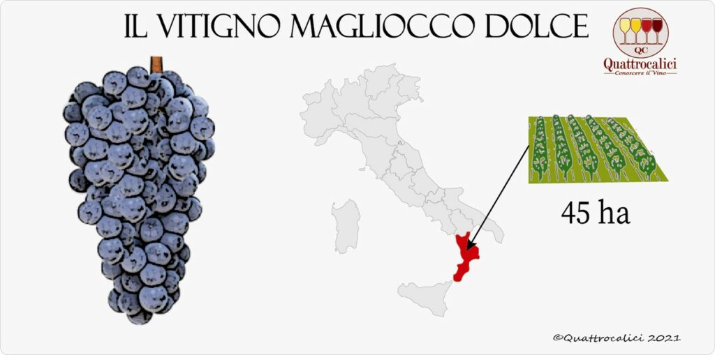 Magliocco dolce - Quattrocalici - L'Atlante dei Vitigni