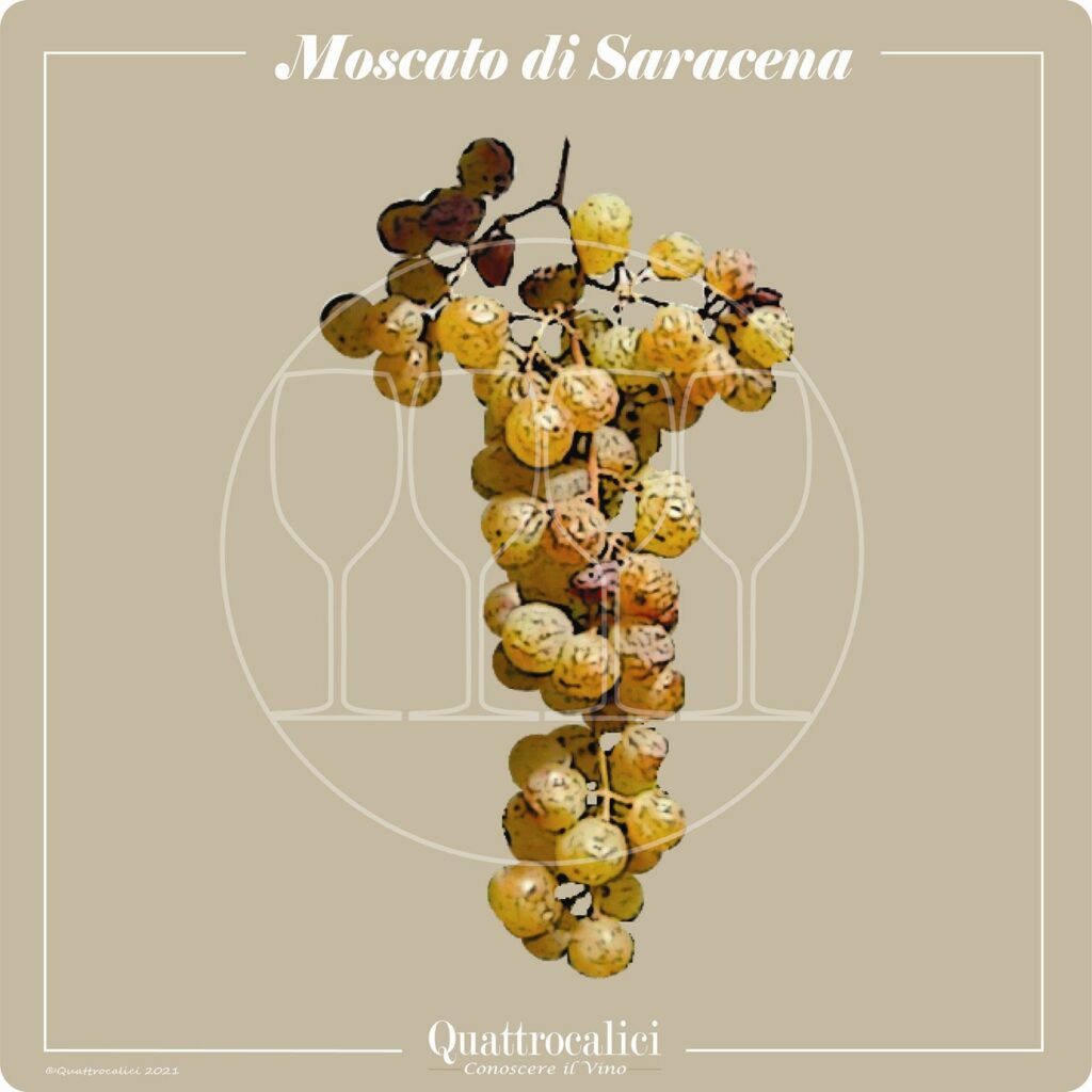 Il Moscato di Saracena - Quattrocalici
