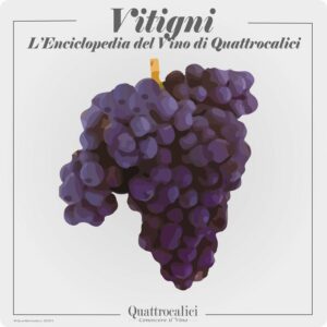 Il Vino nelle Marche - Quattrocalici - Le Regioni del Vino