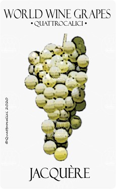 Jacquère - Quattrocalici - L'Atlante dei Vitigni