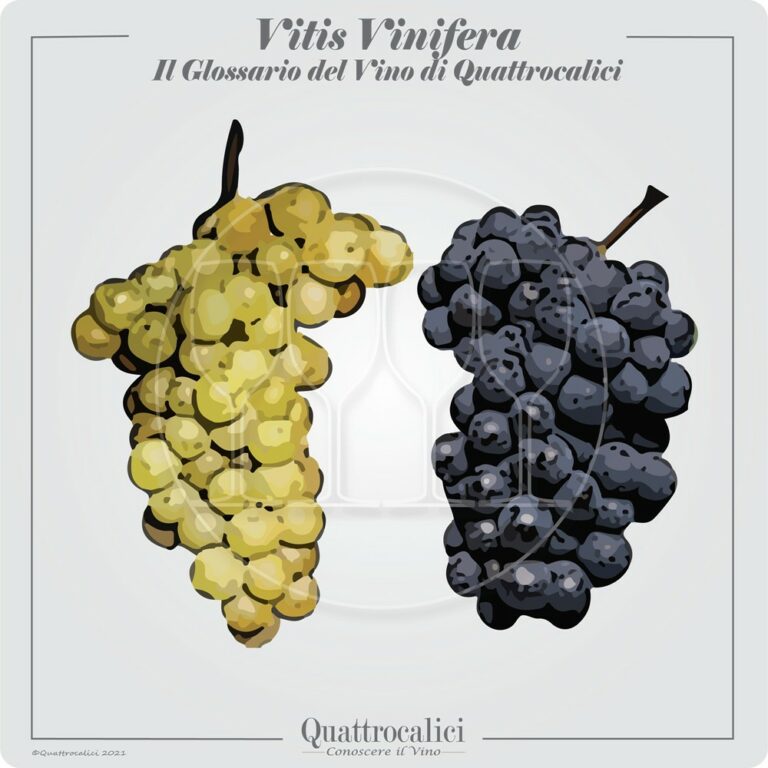 Vitis vinifera - Quattrocalici - Il Glossario del vino
