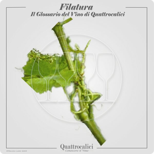 La Filatura della vite - Quattrocalici