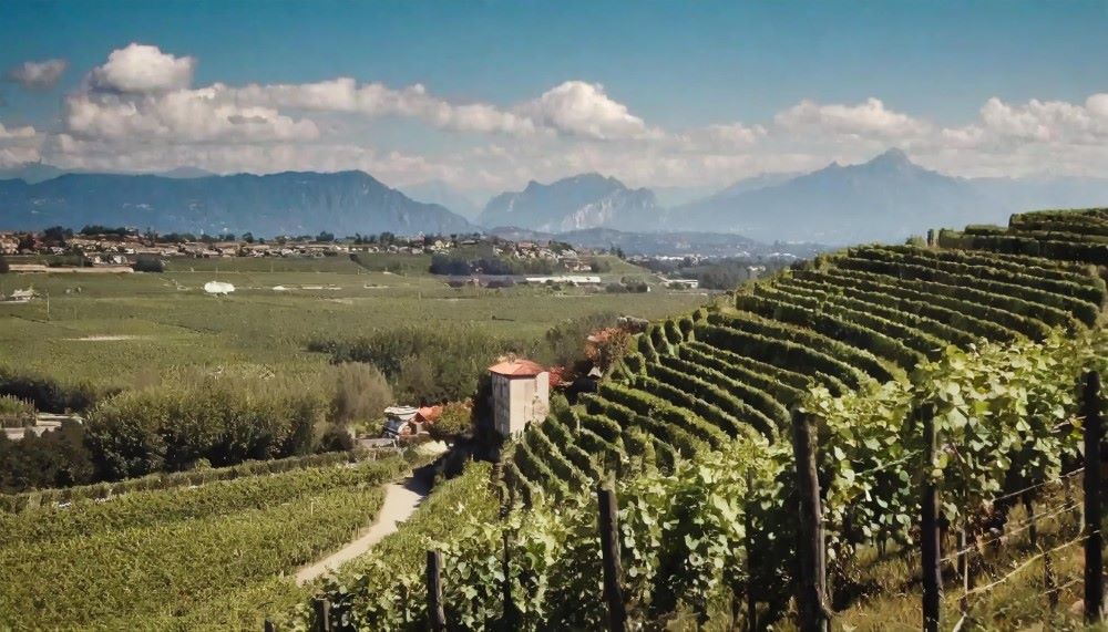 I Colli Berici e i loro vini - Quattrocalici