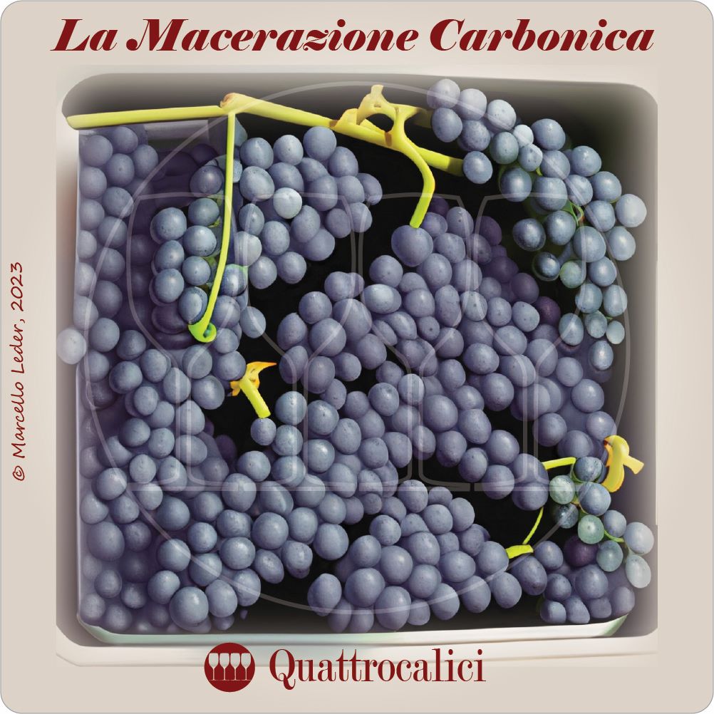 Macerazione carbonica e vino novello - I Quiz di Quattrocalici Macerazione carbonica e vino novello - I Quiz di Quattrocalici