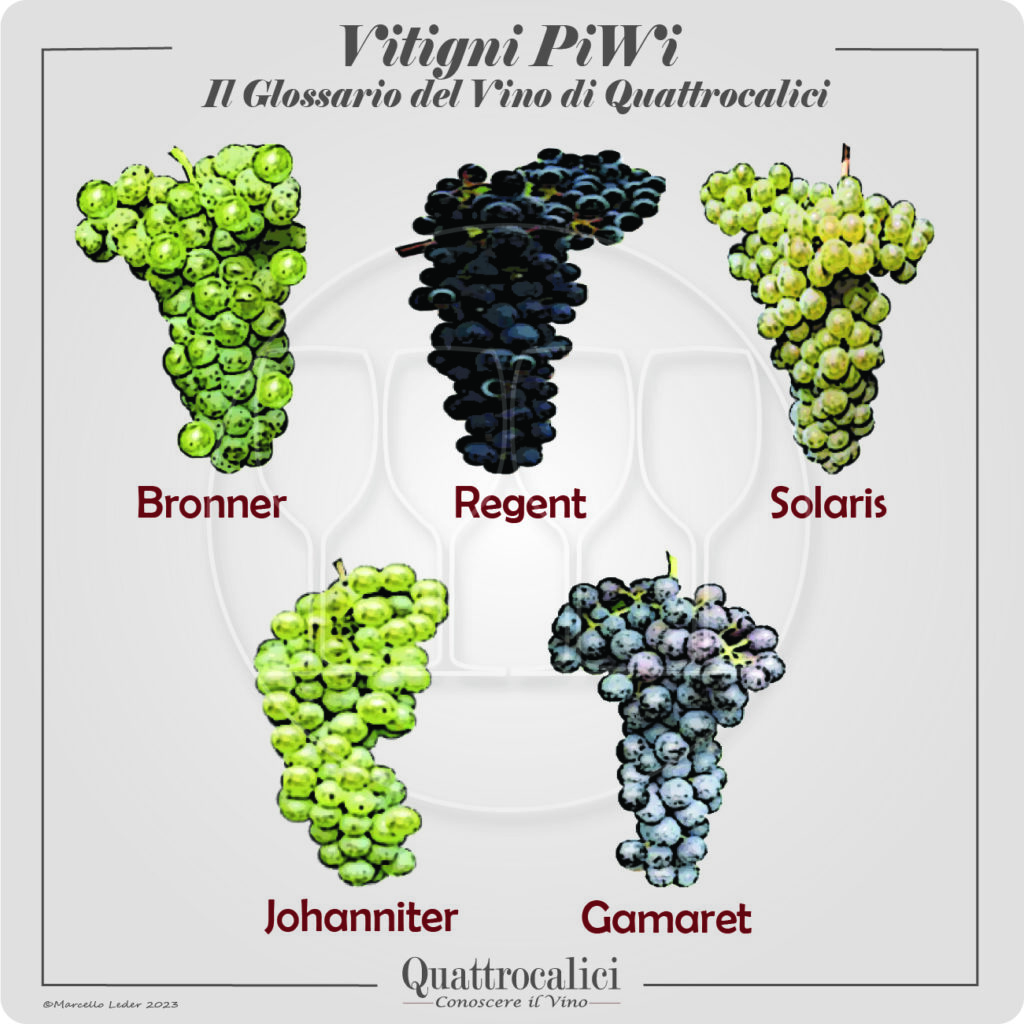 PiWi - Quattrocalici - Il Glossario del vino