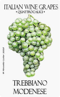 Trebbiano Modenese - Quattrocalici - L'Atlante dei Vitigni