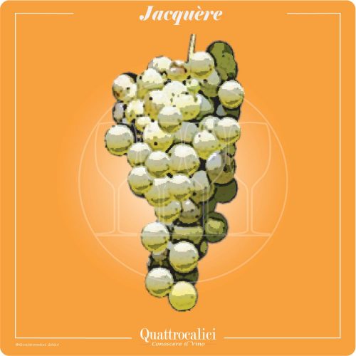 Jacquère - Quattrocalici - L'Atlante dei Vitigni