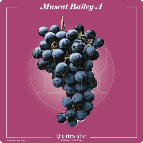 Muscat Bailey A - Quattrocalici - L'Atlante dei Vitigni