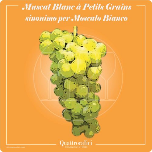 Muscat blanc à petits grains - Quattrocalici - L'Atlante dei Vitigni