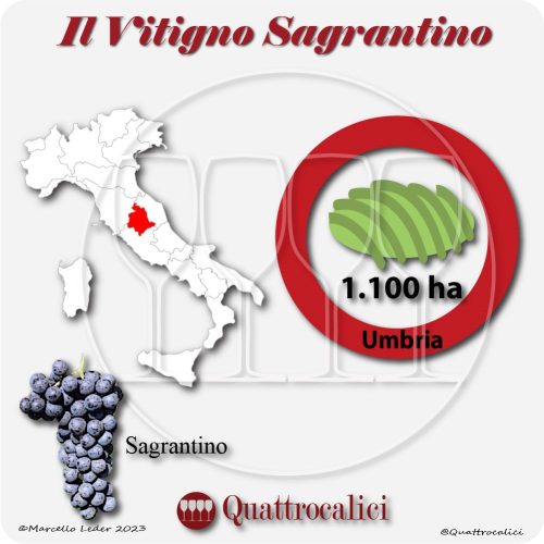 Sagrantino - Quattrocalici - L'Atlante dei Vitigni