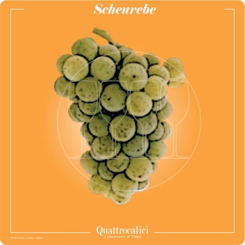Scheurebe - Quattrocalici - L'Atlante dei Vitigni